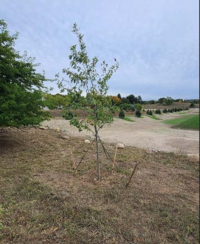 Shelby Township Receives Tree Planting Grant – Shelby Township Oceana